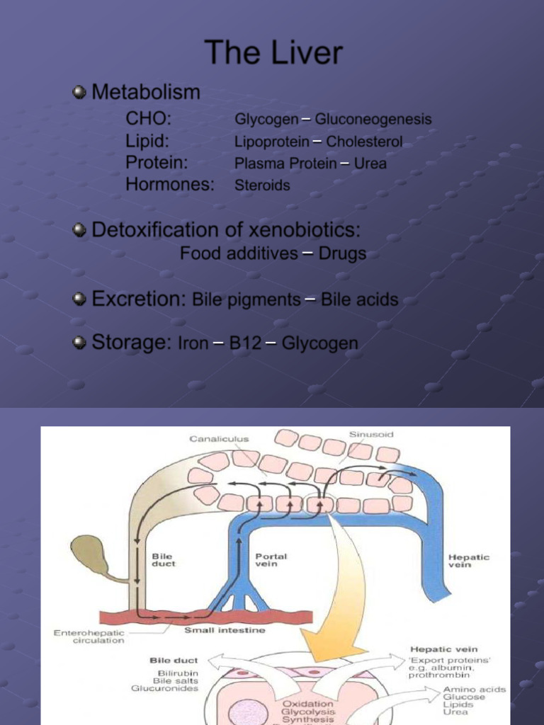 Liver Metabolism and Function Tests | PDF | Liver | Medical Specialties