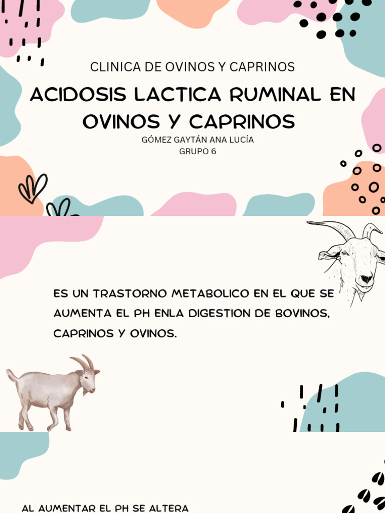 Acidosis Láctica en Ovinos y Caprinos | PDF | Leche