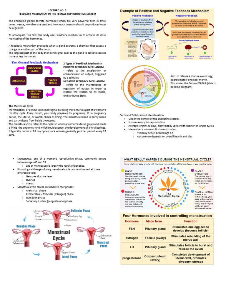 Female Reproductive Feedback Mechanisms | PDF | Menstrual Cycle ...