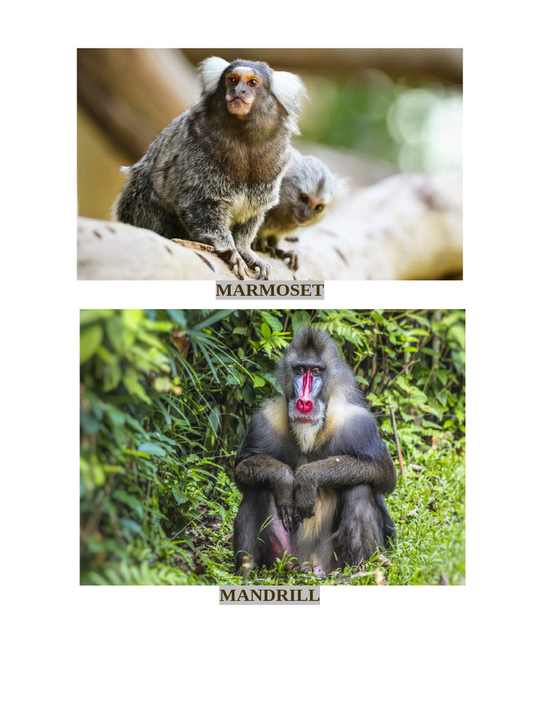 Types of Monkeys | PDF