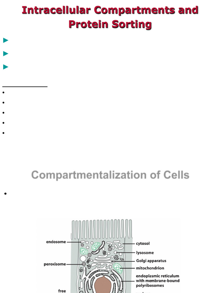 Intracellular Compartments and Protein Sorting-1 | PDF | Protein ...