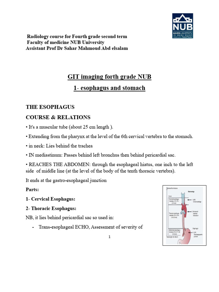 Forth Grade NUB Radiology Second Term Handout 2024 | PDF | Esophagus ...
