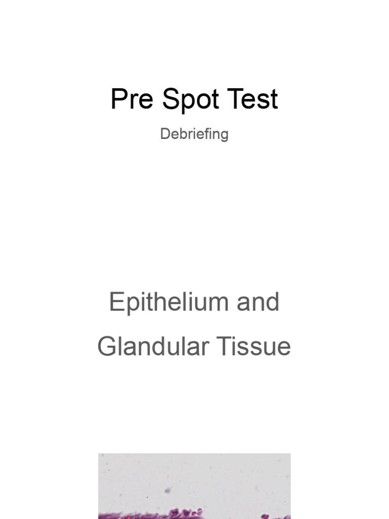 19-20 Pre-Spot Test | PDF | Epithelium | Connective Tissue