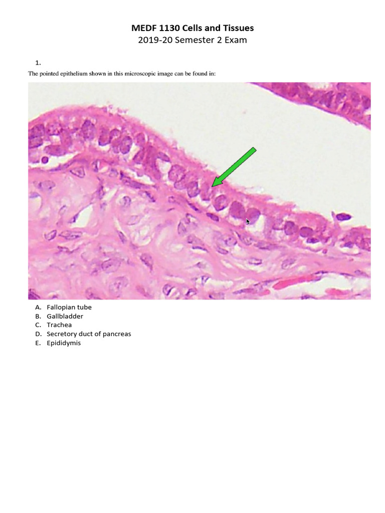 2019-20 Cells and Tissues Exam | PDF | Tissue (Biology) | Pancreas