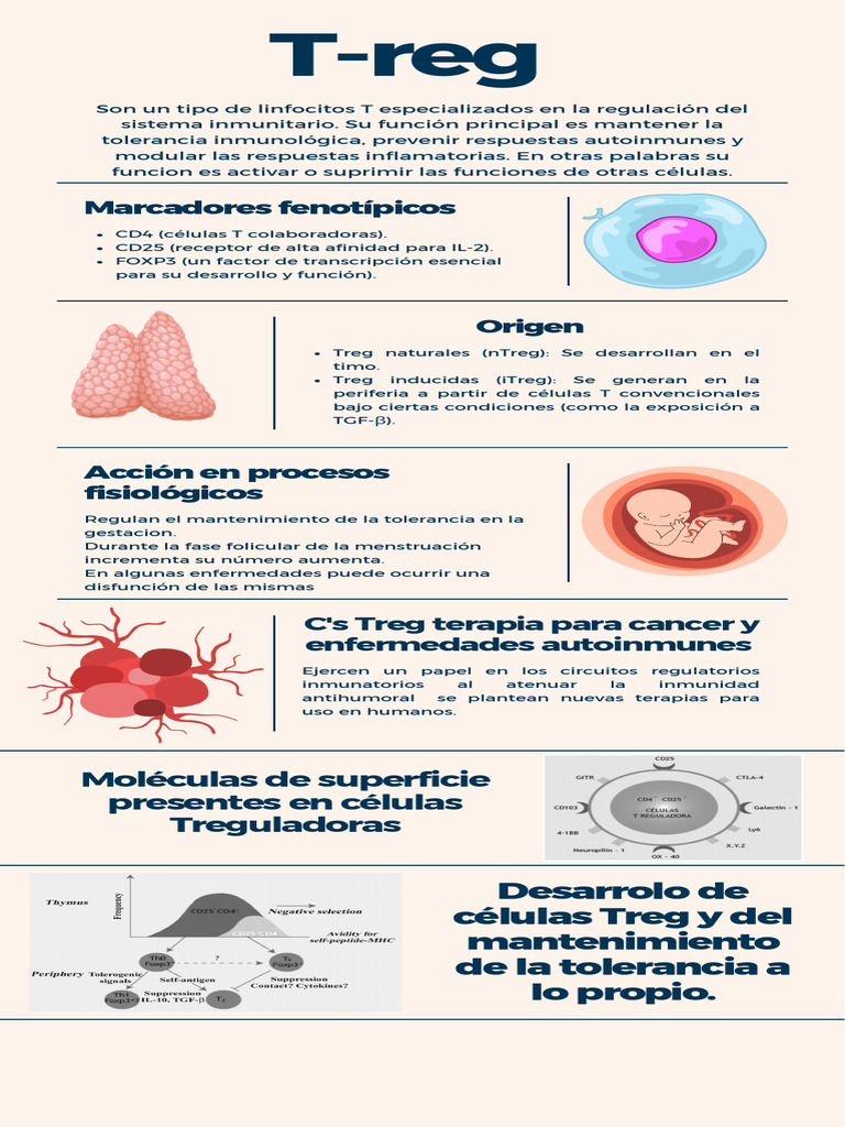 Treg | PDF | T Helper Cell | Célula T