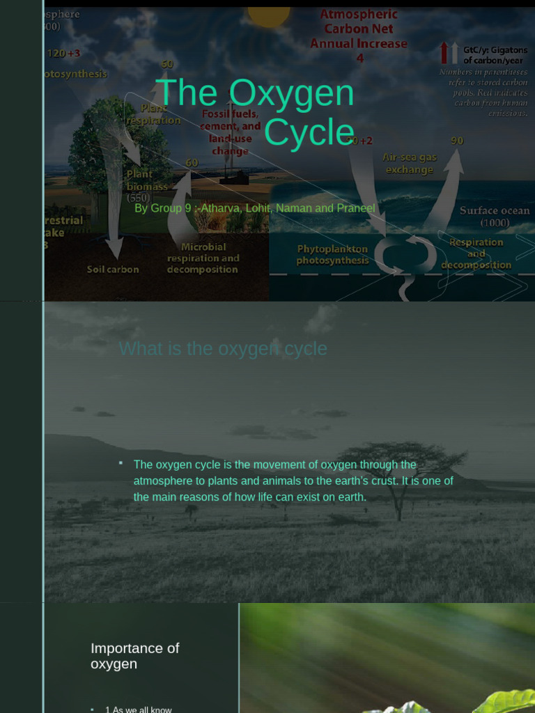 Bio Oxygen Cycle | PDF