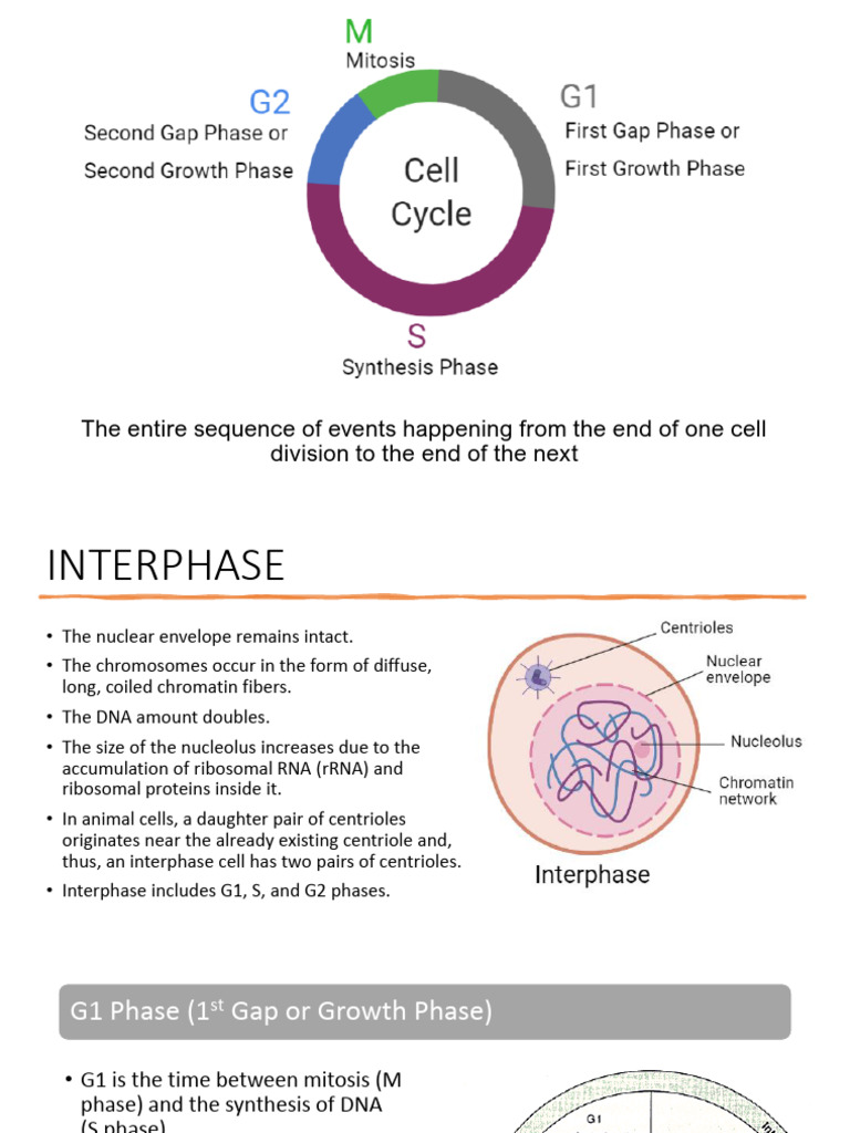 Cell Cycle and Mitosis | PDF