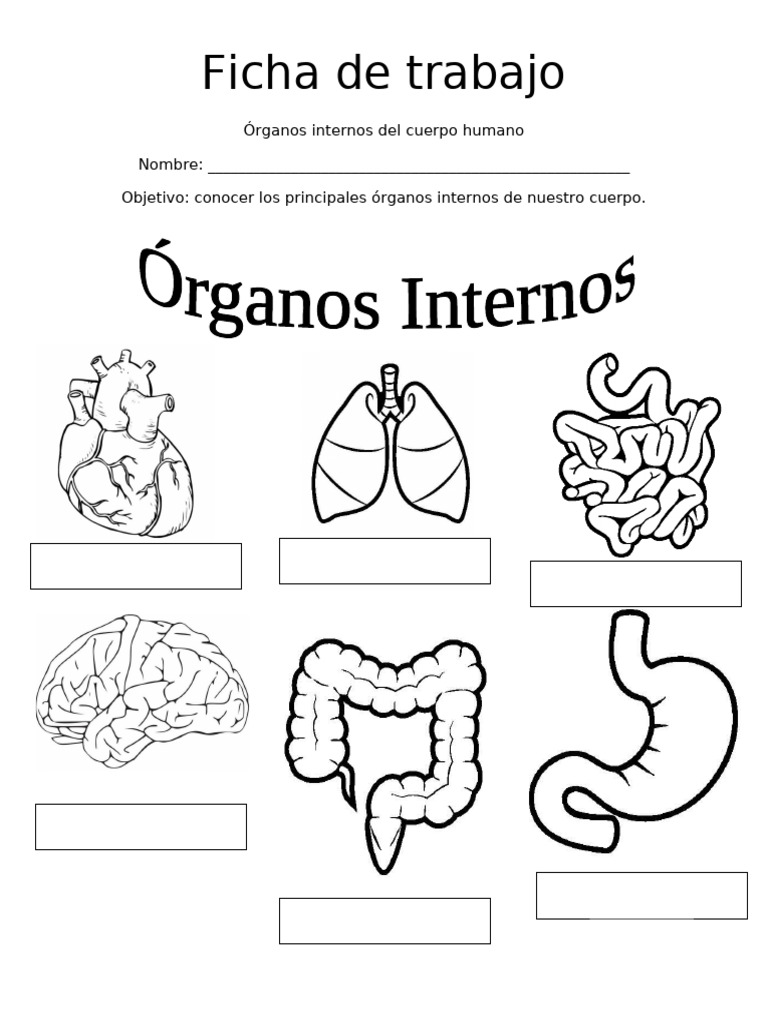 Hoja De Trabajo Sobre Los Sistemas De órganos Humanos