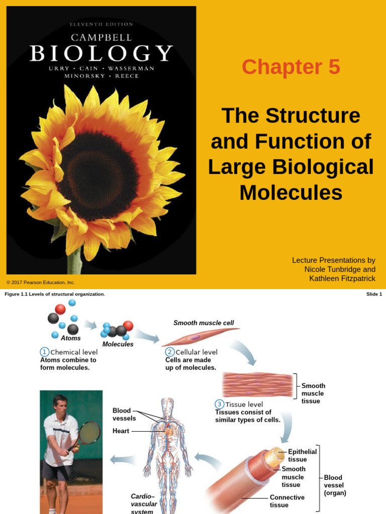 05_Macromolecules use it (3)_988a1b7ab06e86343064a0b3578ed673 | PDF | Nucleotides | Protein ...