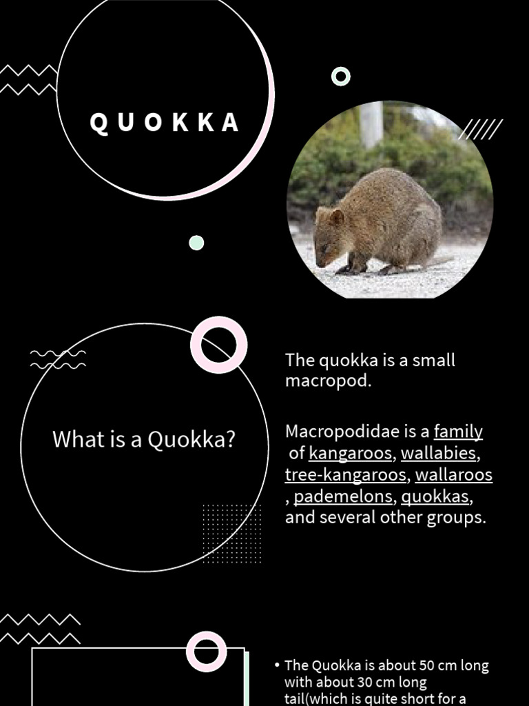 Presentation Animals | PDF