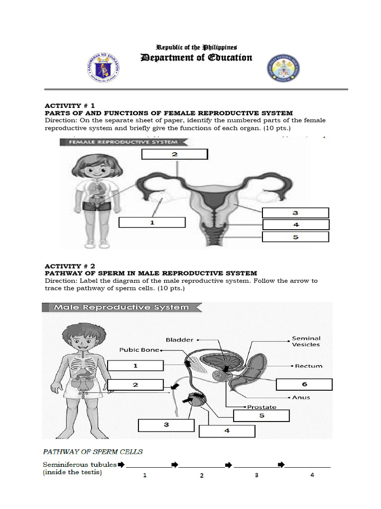 Parts and Functions of Reproductive Systems | PDF