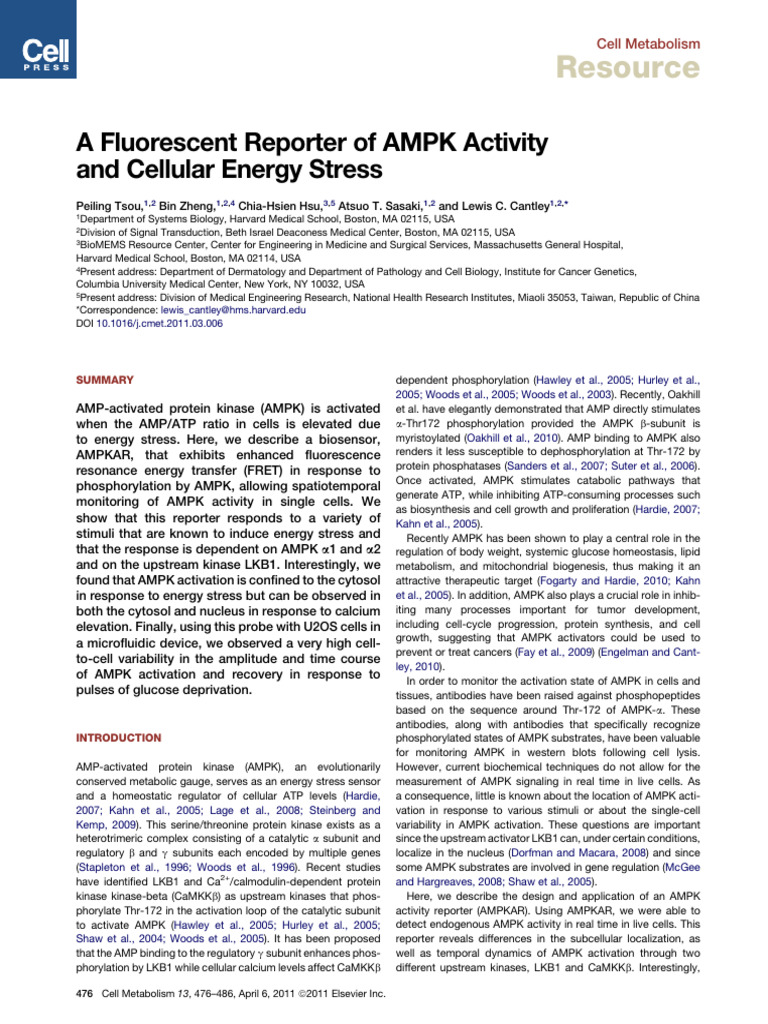 Resource: A Fluorescent Reporter of AMPK Activity and Cellular Energy ...