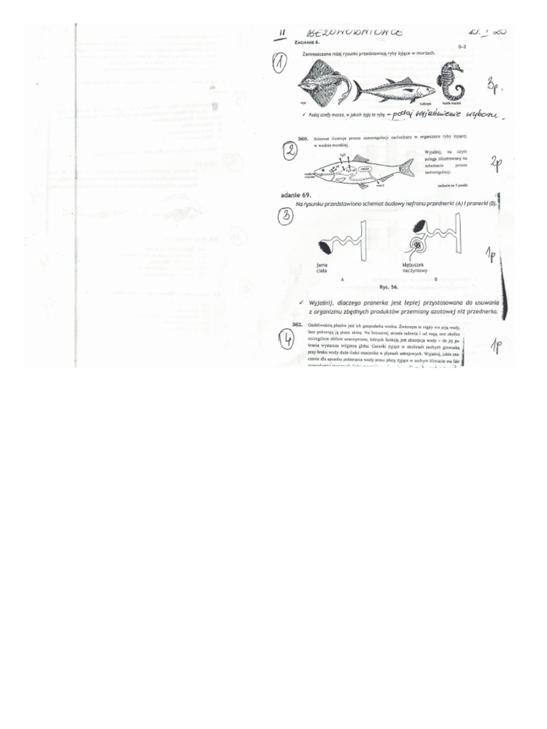 Bezowodniowce SPR | PDF