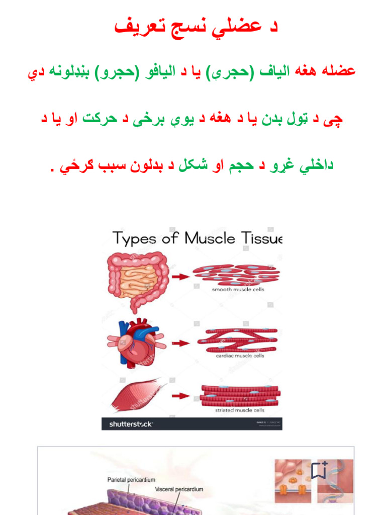 Muscular Tissue | PDF