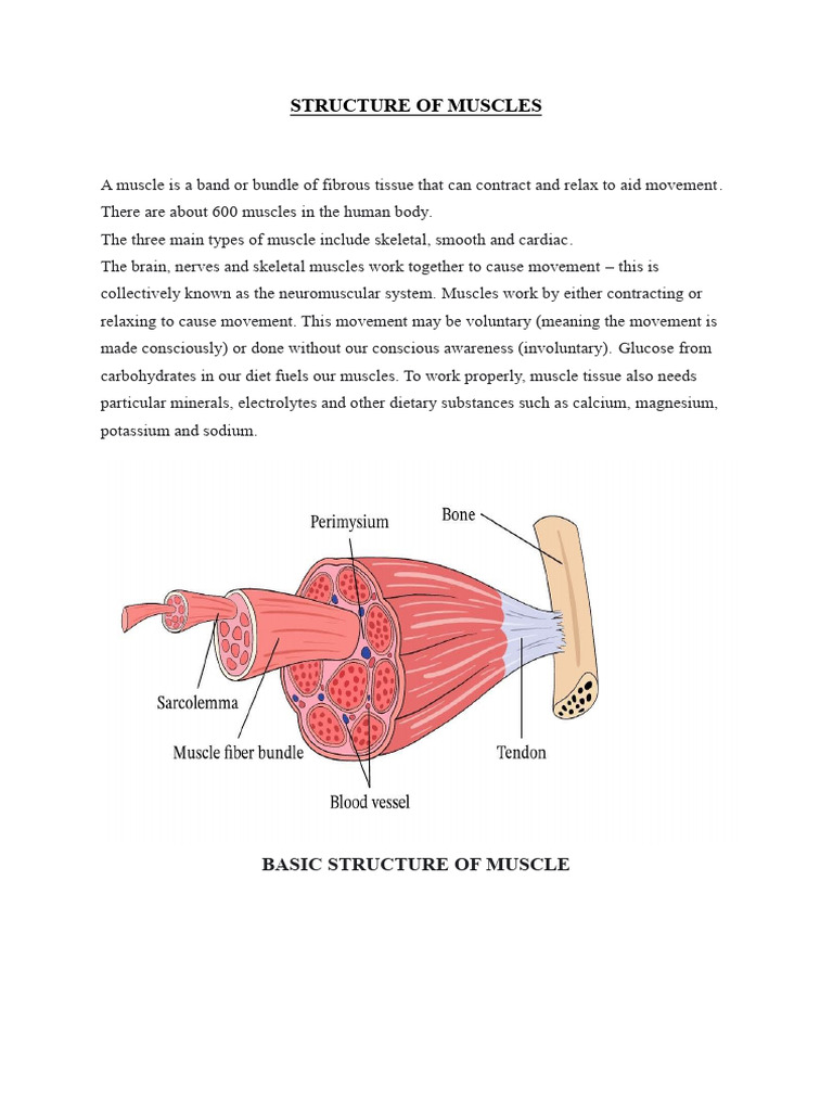STRUCTURE OF MUSCLES(2)(1) | PDF | Muscle | Skeletal Muscle