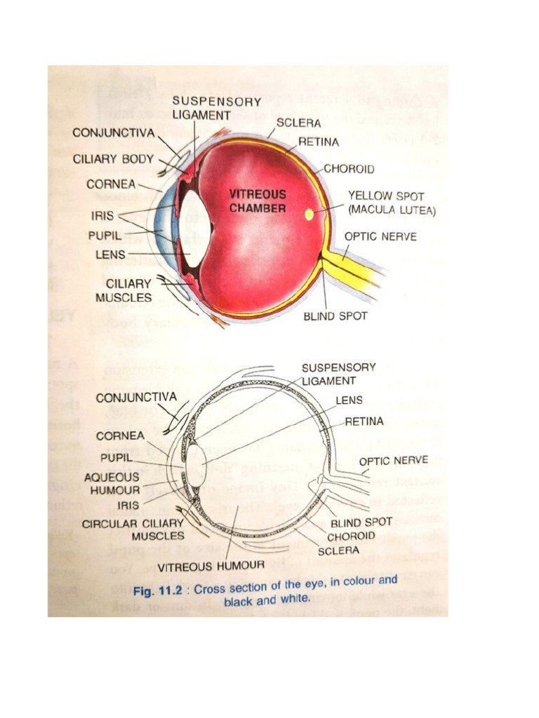 Bio Class 10 CH 16 | PDF