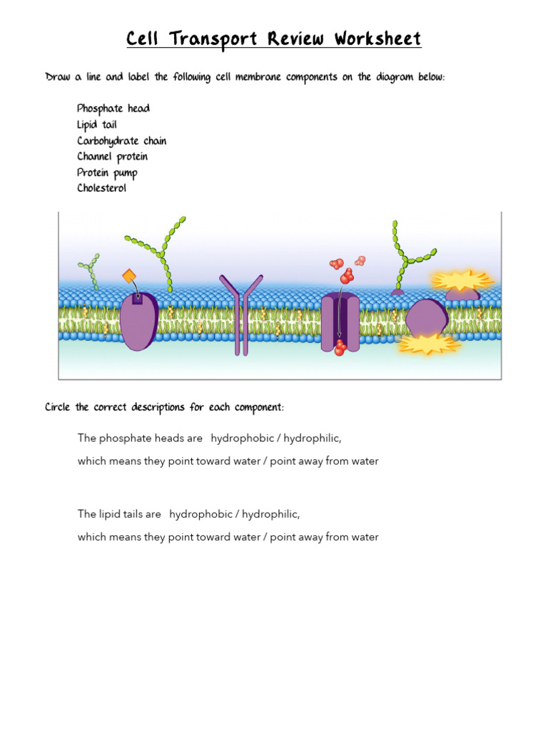 Cell Transport Review Worksheet | PDF | Cell Membrane | Osmosis