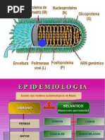 Guía de Profilaxis Antirrábica Humana | PDF | Rabia | Biología