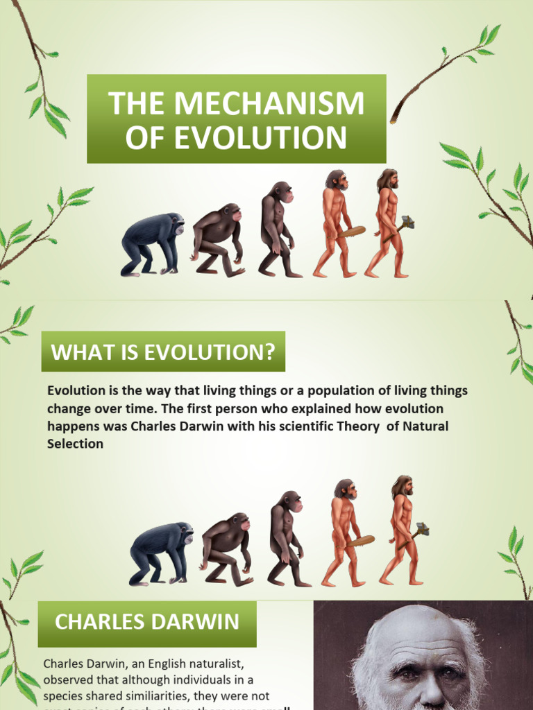 Mechanism of Evolutiontaxonomy Phylogeny | PDF | Taxonomy (Biology ...