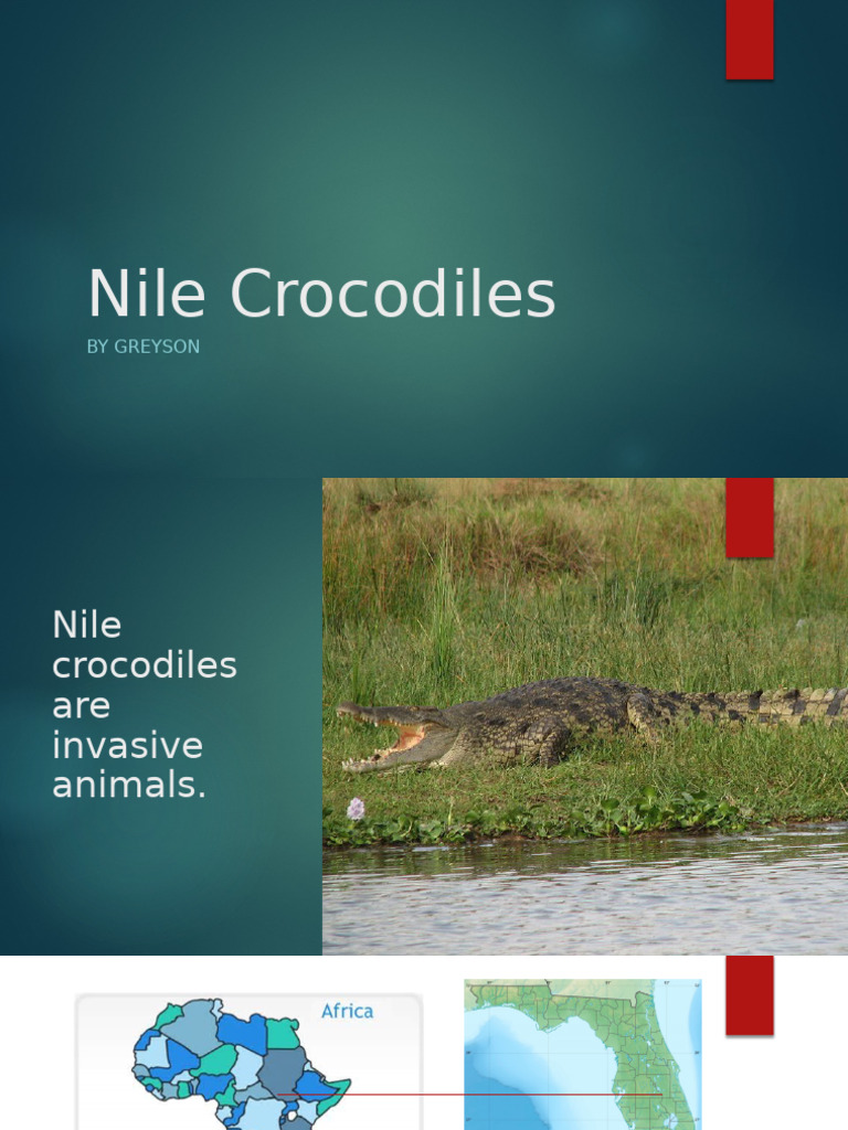 Invasive Nile Crocodiles in Florida | PDF