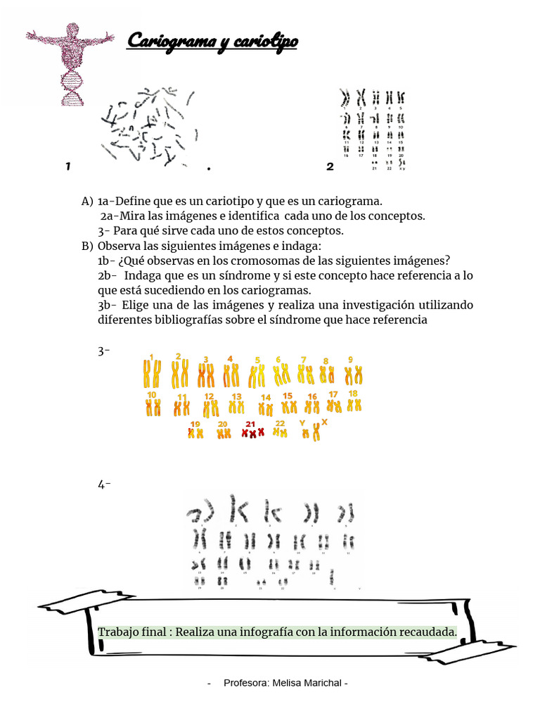 Cariotipo y Cariograma | PDF