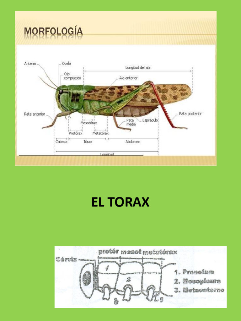 Estructura del Tórax en Insectos | PDF | Insectos | Hexapoda