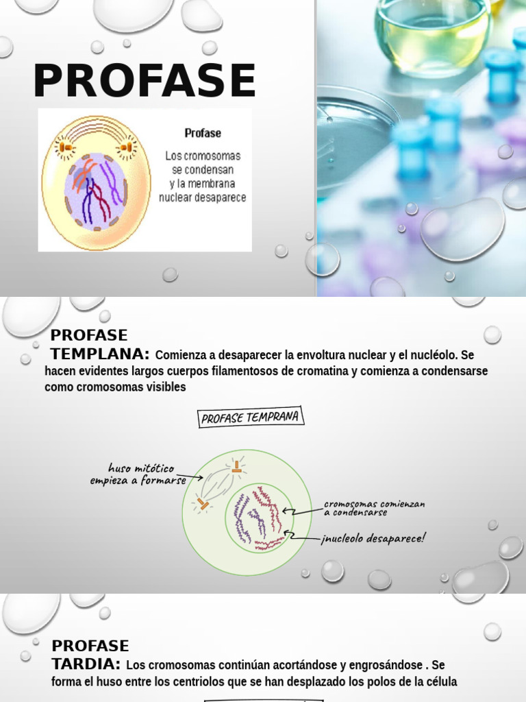 Profase y Profase Tardía en Mitosis | PDF