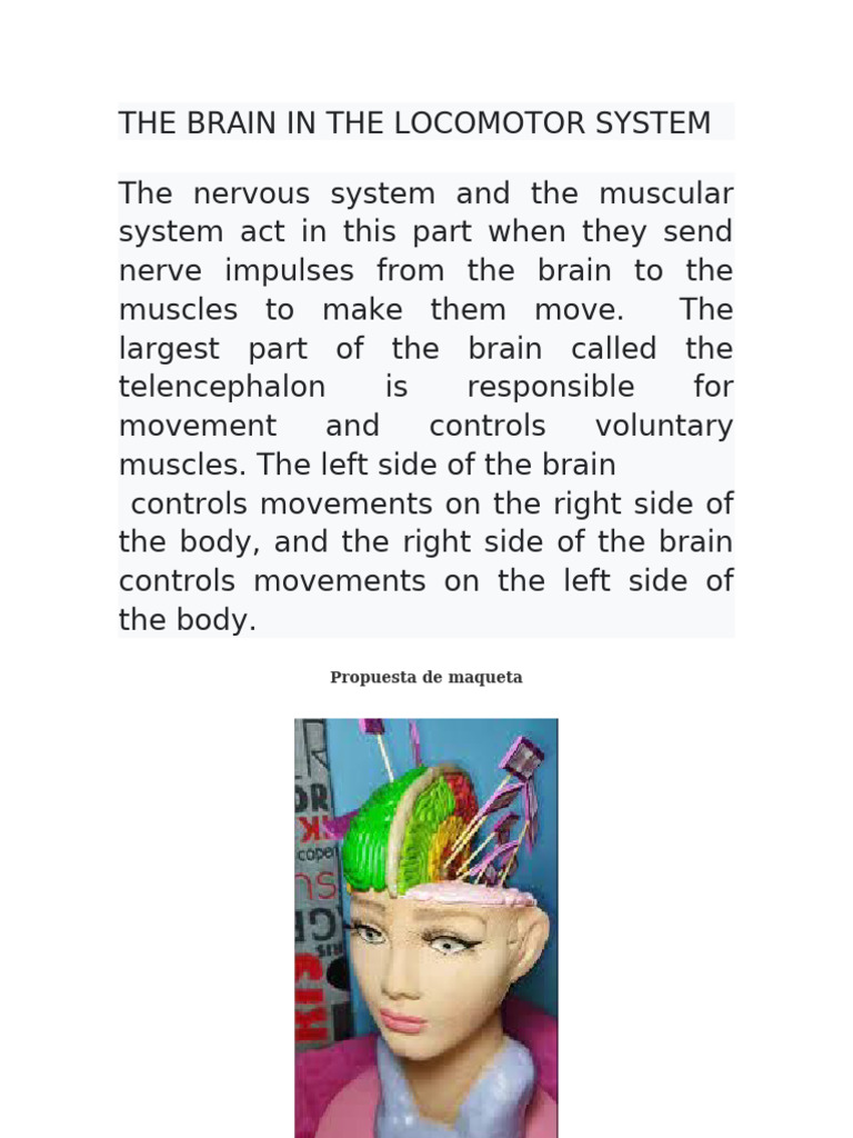 The Brain in The Locomotor System | PDF