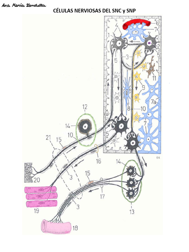 Lamina Celulas SNC y SNP | PDF