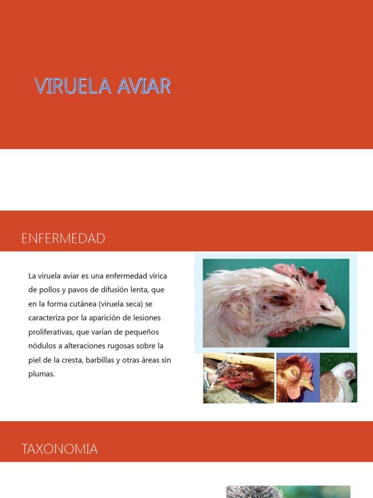 Viruela Aviar: Transmisión y Tratamiento | PDF | Inmunología ...