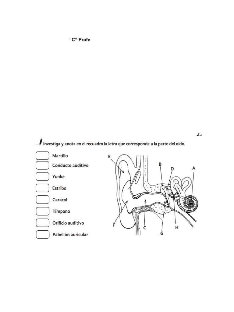 Actividades Escolares 5º "C" | PDF