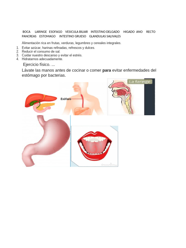 Boca Laringe Esofago Vesicula Biliar Intestino Delgado Higado (1) | PDF