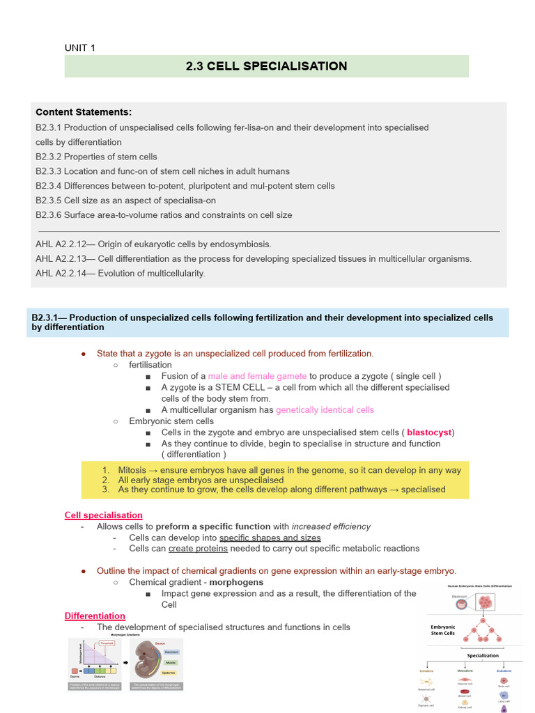 BIO HL Chapter 3 - Cell Specialisation | PDF | Cell Potency | Cell ...