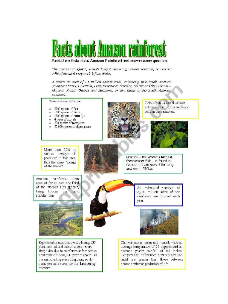 Why Are Rainforests Important Grade 8 Social Studies | PDF | Rainforest ...