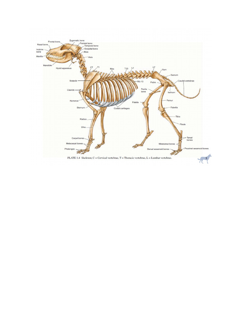 Dog Anatomy | PDF