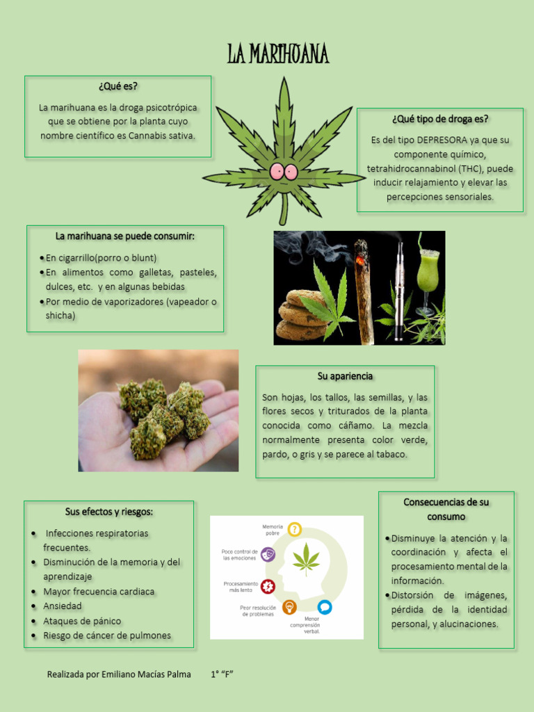 LA MARIHUANA Infografía | PDF | Cannabis (Droga) | Canabis