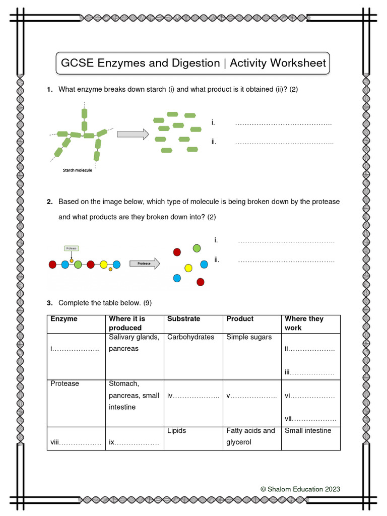 GCSE Enzymes and Digestion Worksheet | PDF