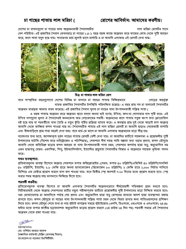 New Disease - Leaf Rust - Tea-1 | PDF