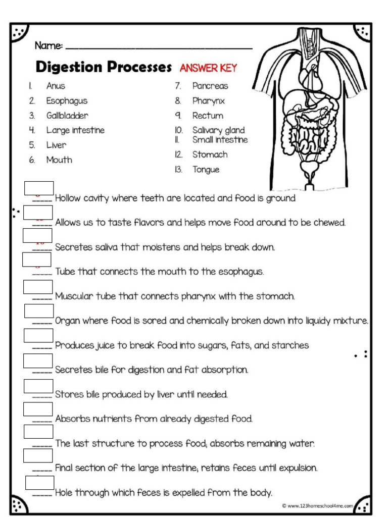 Activity 2 - Digestion Process | PDF