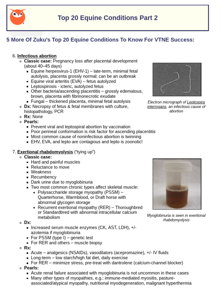 Top 20 Equine Conditions Part 2 | PDF | Diseases And Disorders ...