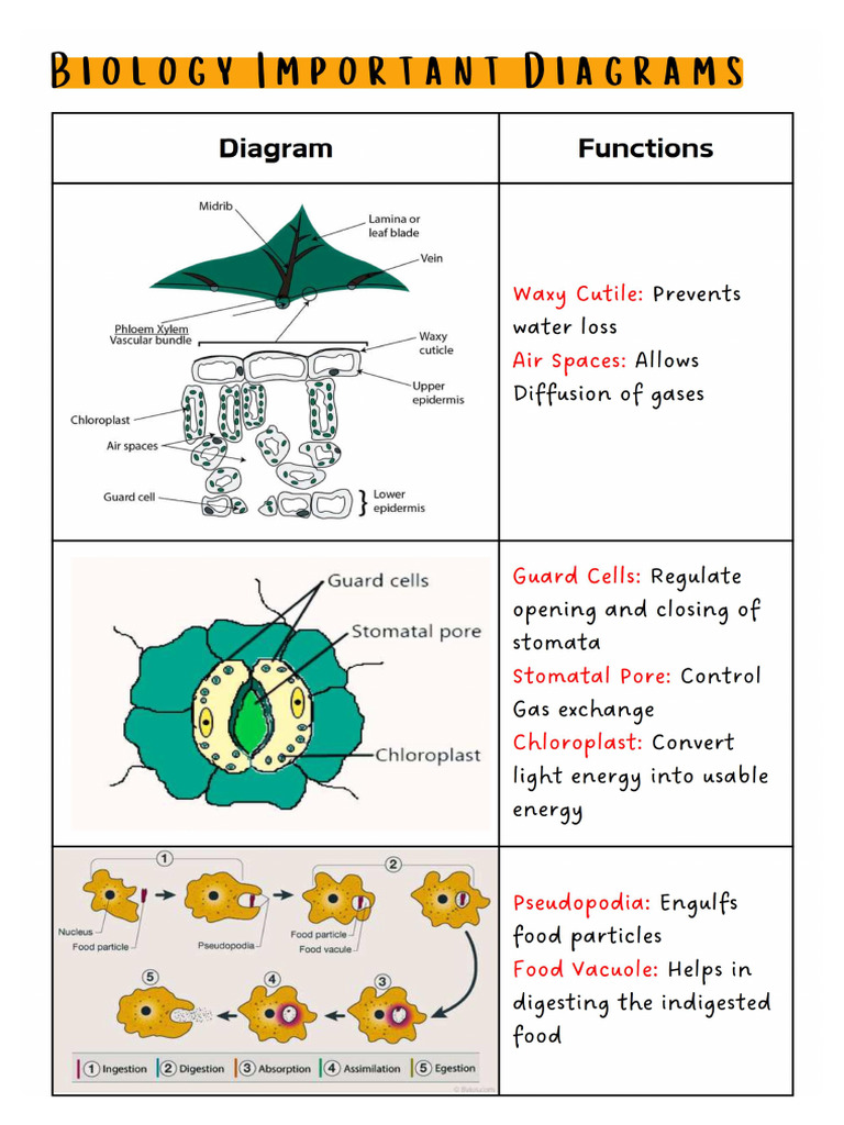 Imp... Diagrams X | PDF
