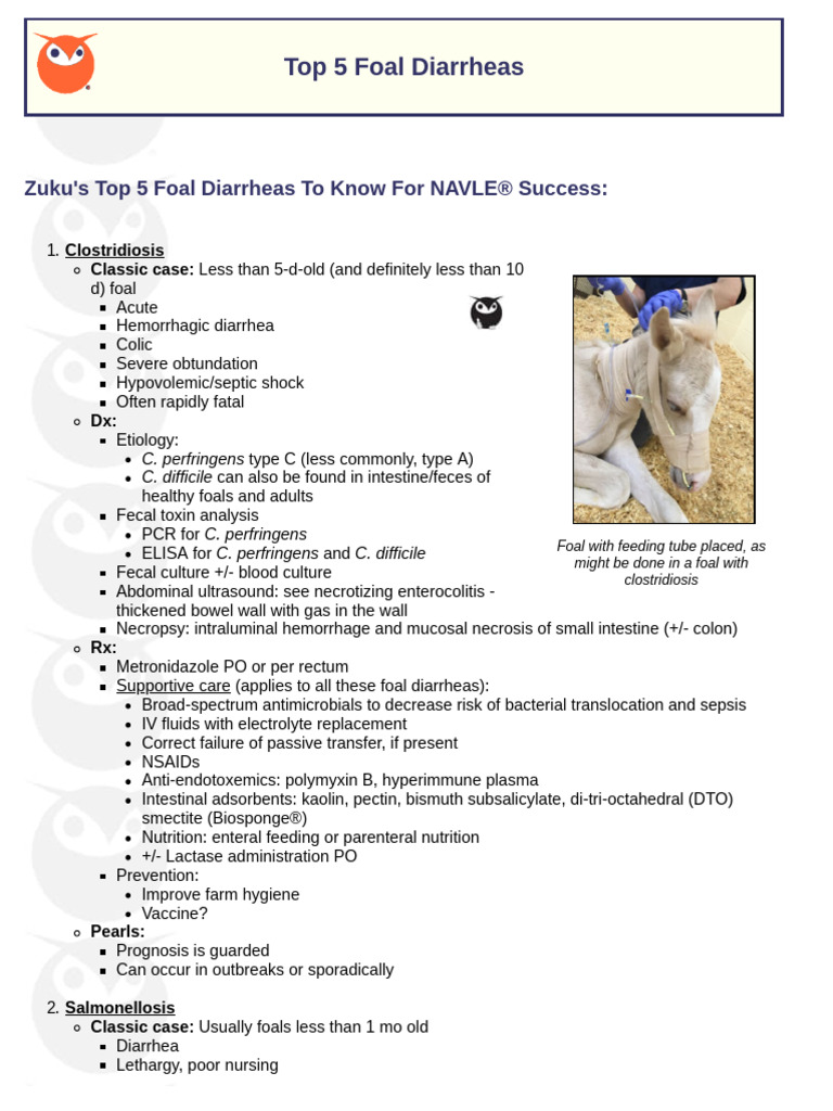 Top 5 Foal Diarrheas 0 | PDF | Diarrhea | Diseases And Disorders