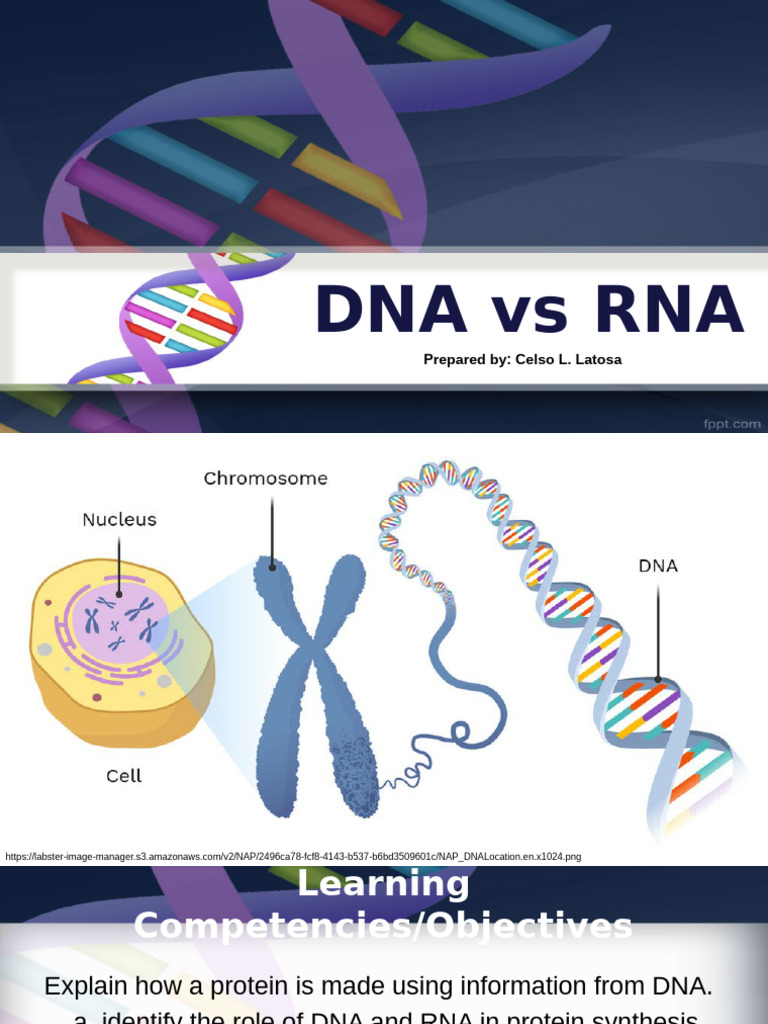 DNA Vs RNA Lecture 1.0 | PDF | Rna | Dna