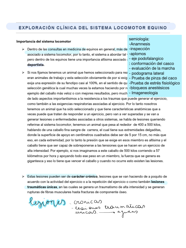 Exploración del Sistema Locomotor Equino | PDF | Sistema musculoesquelético