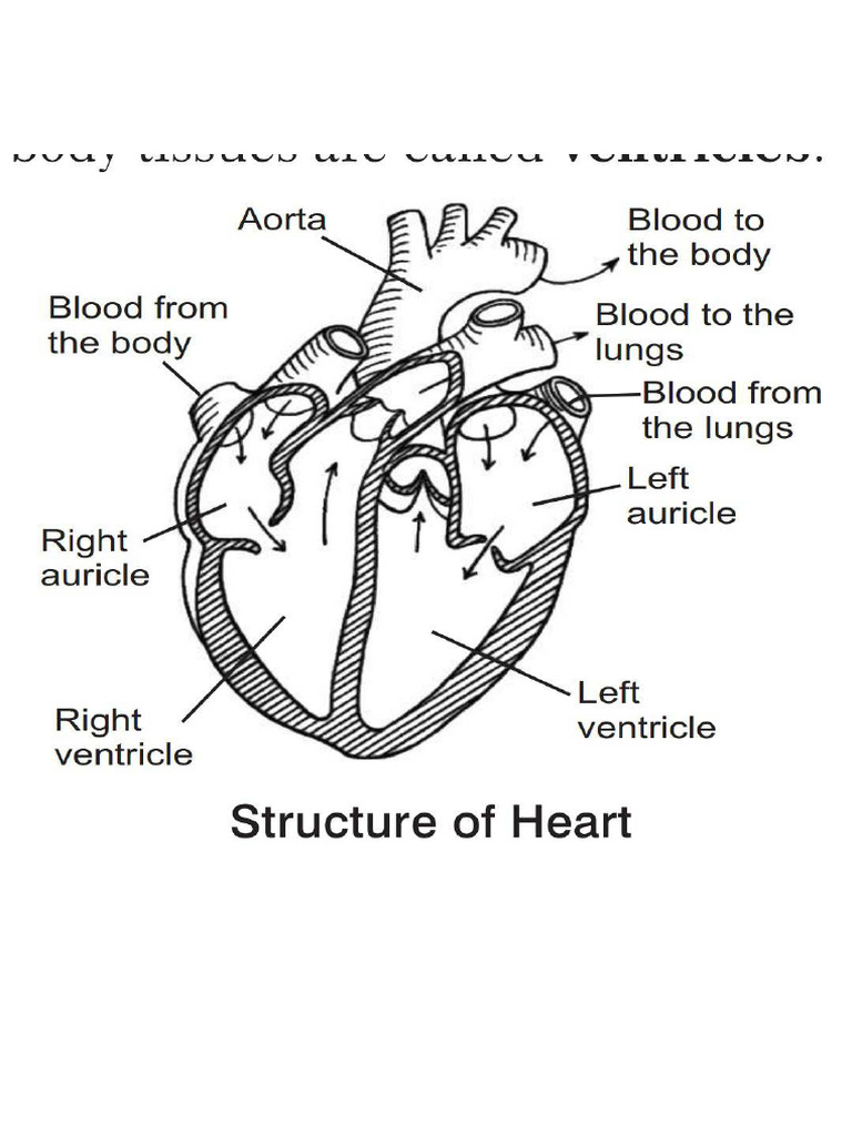 Structure of Heart | PDF