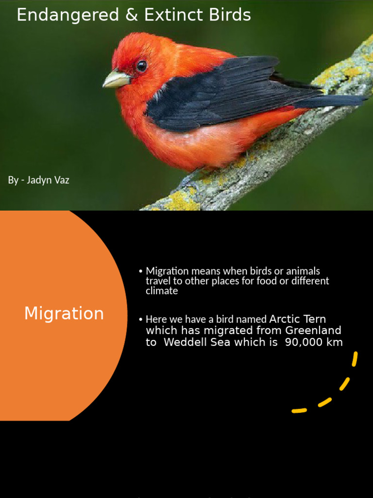 Birds | PDF | Birds | Bird Migration