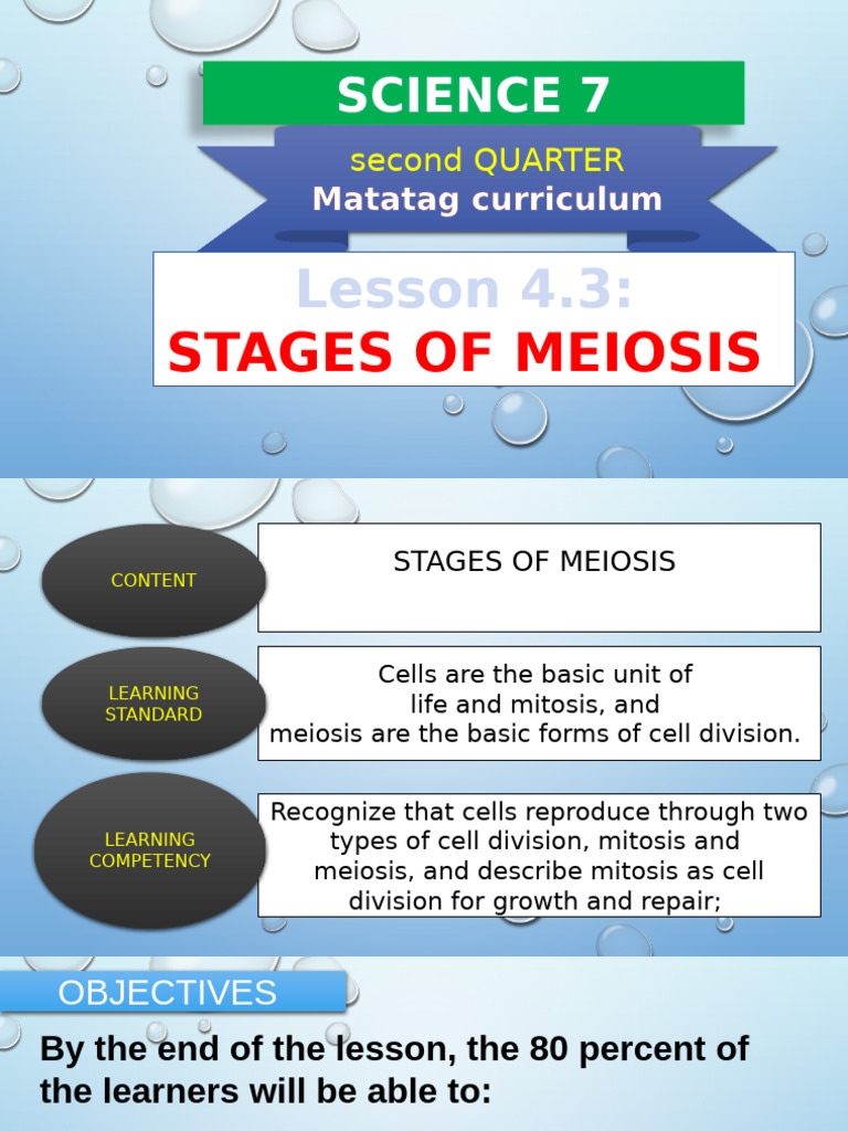 Lesson 4.3 Stages of Meiosis | PDF | Meiosis | Chromosome