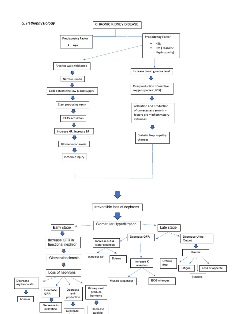 Pathophysiology CKD FINAL. | PDF | Internal Medicine | Physiology