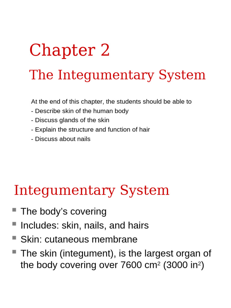 Integumentary System Overview | PDF | Integumentary System | Skin