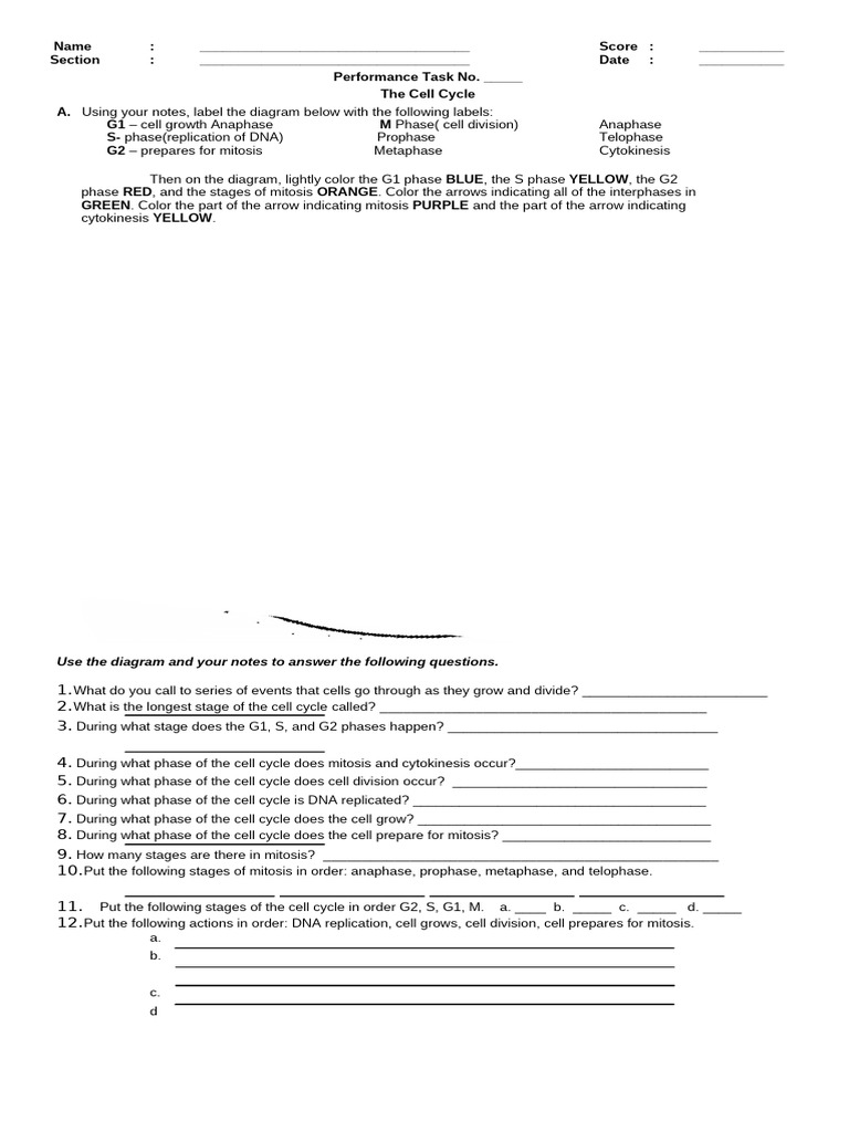 cell cycle worksheet | PDF